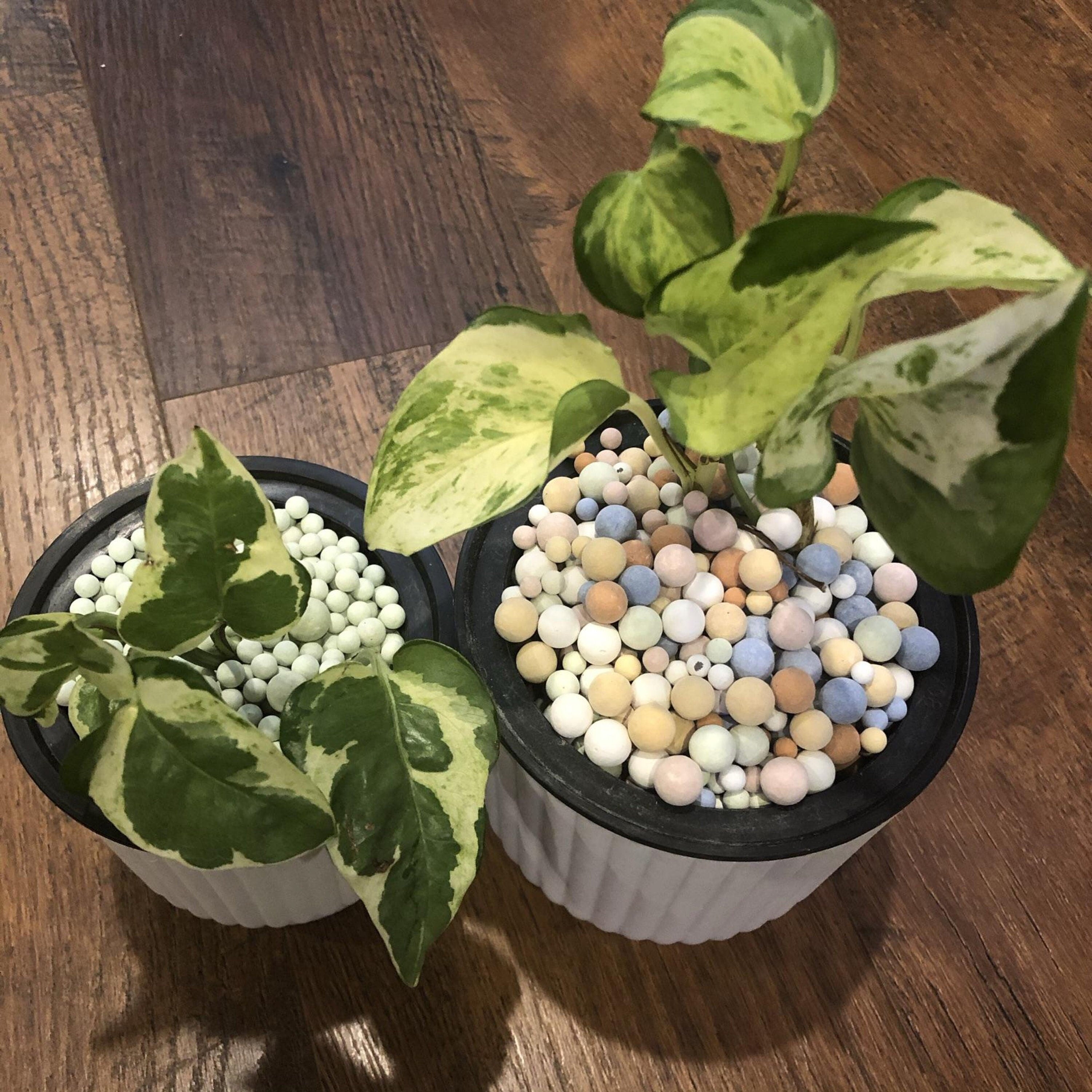 Colorful Ceramsite Hydroponics LECA Soil Less Semi Hydro Growing Envir ...